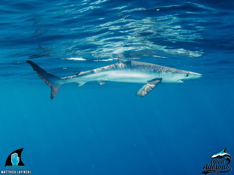 Requin peau bleue – AILERONS