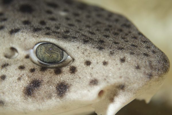 AILERONS – AILERONS est une association dont la mission est de ...