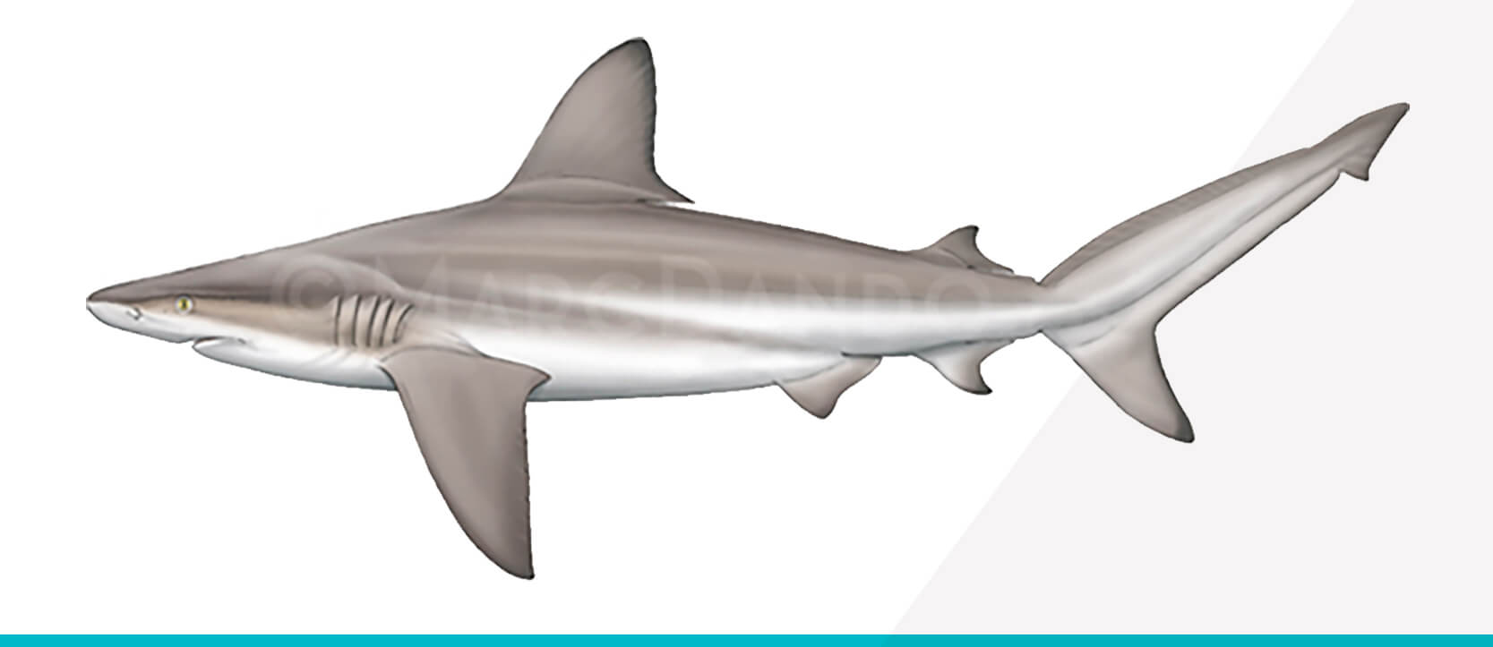 Les requins – AILERONS