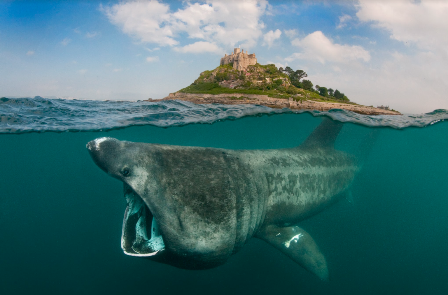 Requin pèlerin – AILERONS