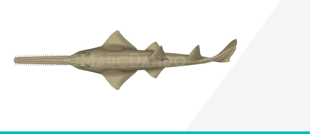 Poisson-scie tident – AILERONS