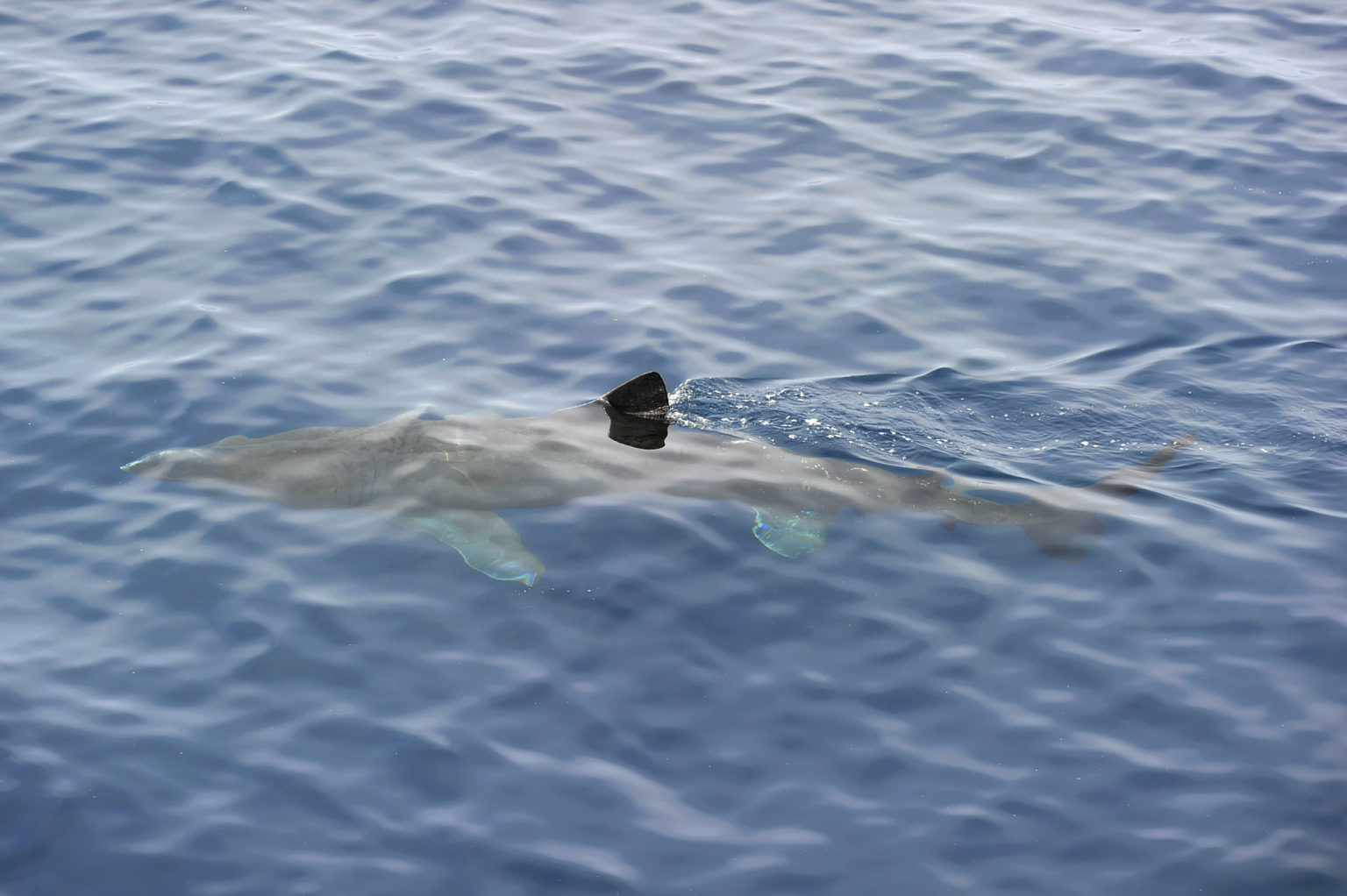 Requin pèlerin – AILERONS